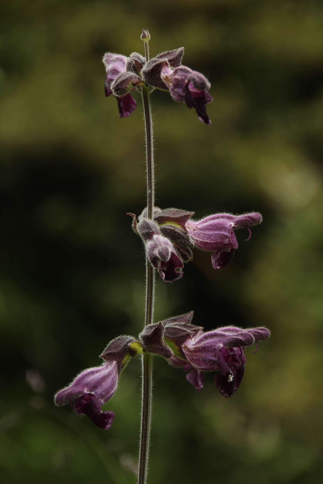 Salvia castanea Diels
