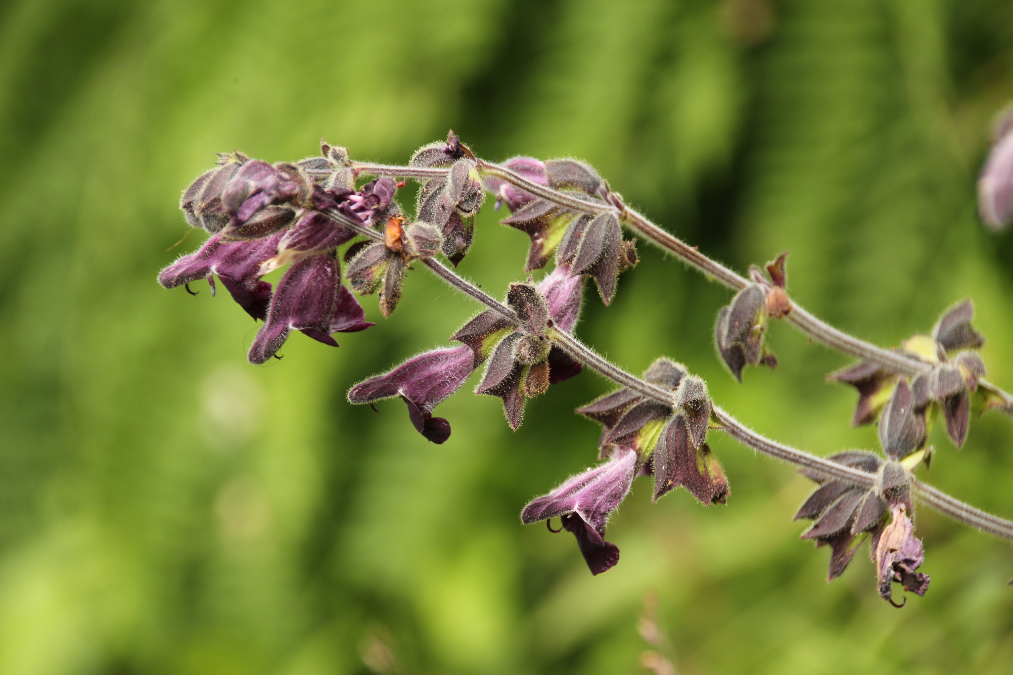 Salvia castanea Diels