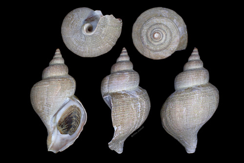 Neptunea constricta · iNaturalist