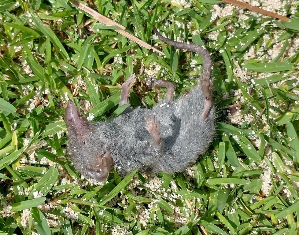 Suncus murinus (Linnaeus, 1766)