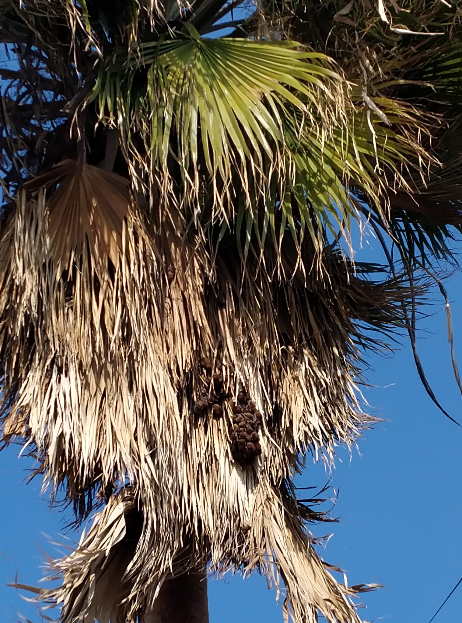 Scotophilus Leach, 1821