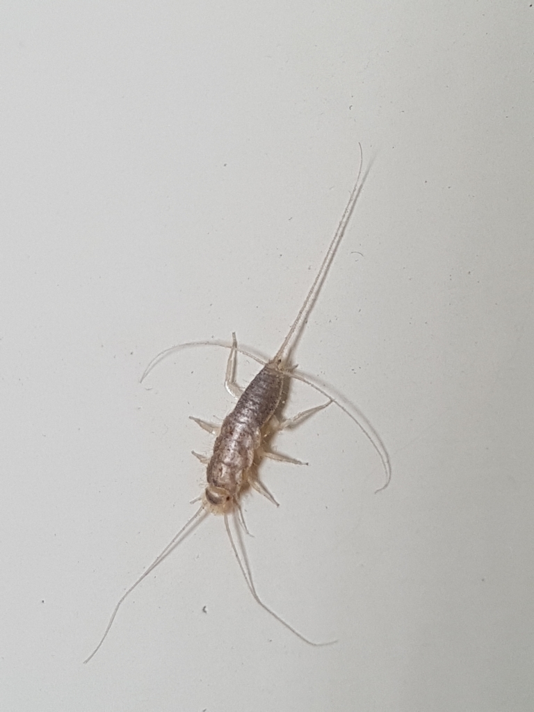 Long-tailed Silverfish from 50123 Firenze FI, Italia on March 01, 2022 ...
