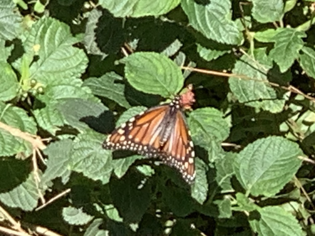 Southern Monarch from Joaquín Suárez, Sección 17, Canelones Department ...