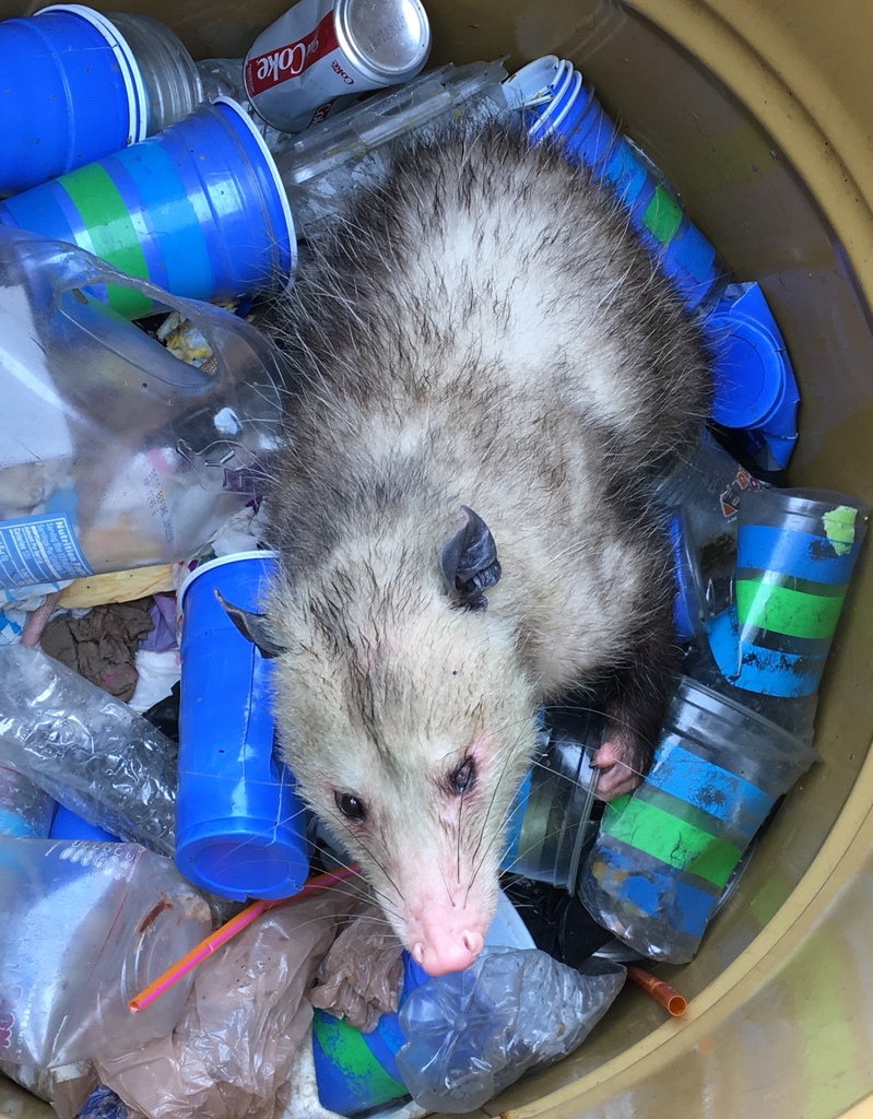 Virginia Opossum from Monongalia County, US-WV, US on May 17, 2018 at ...