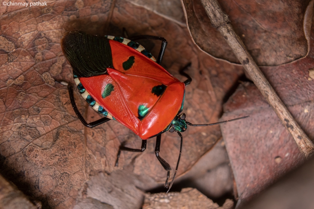 Man-faced Stink Bug in October 2021 by Chinmay Pathak · iNaturalist