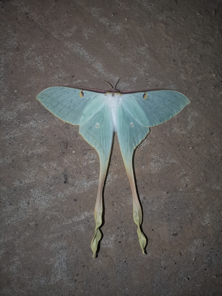 Chinese Moon Moth in July 2021 by aganwuwu · iNaturalist