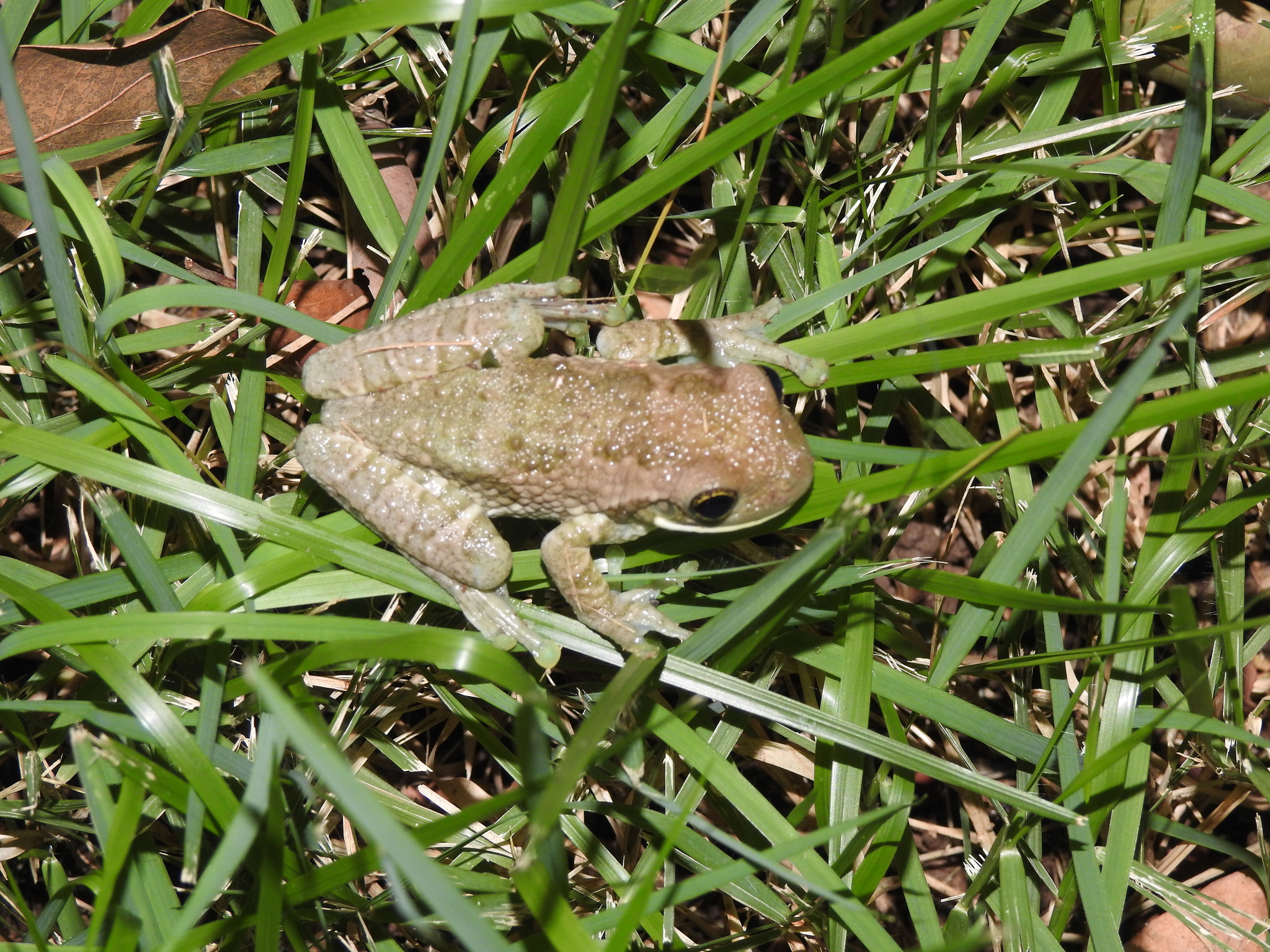Trachycephalus typhonius (Linnaeus, 1758)