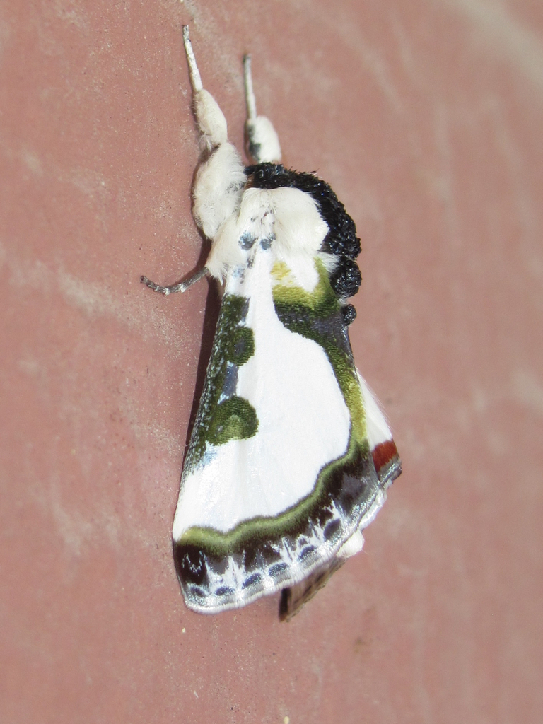 Wilson's Wood-nymph Moth (Commonly observed moths of Dallas/Fort Worth ...