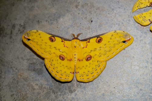 Loepa septentrionalis · iNaturalist