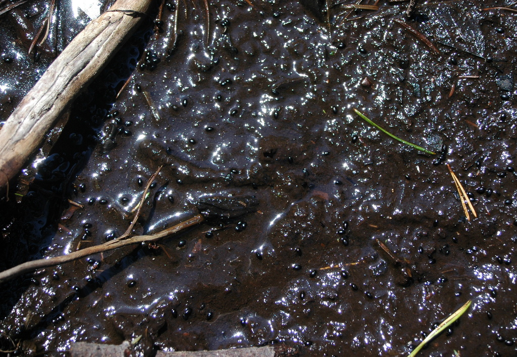 Sphaerius acaroides from Bělá nad Radbuzou, Česko on June 09, 2007 at ...