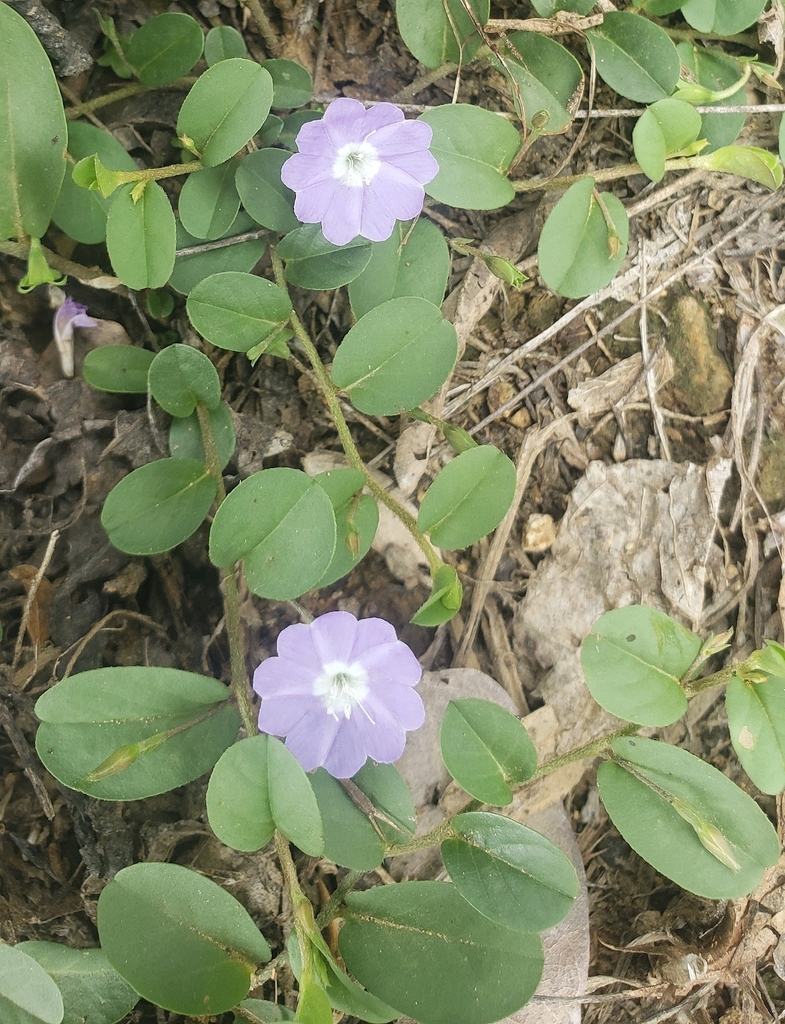 Bindweed Dwarf Morning-Glory from J3HX+7VC, Macara, Ecuador on March 1 ...