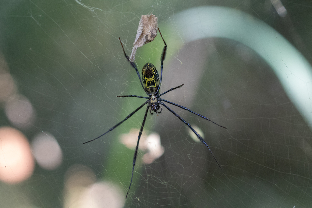 Hairy Golden Orb-weaving Spider from Kgaswane Mountain Reserve ...