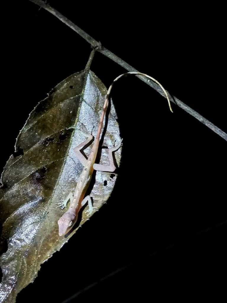 Border Anole from Indio Maiz Biosphere Reserve, 1 mi west El Castillo ...