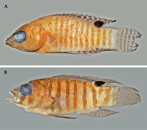 Maori Basslet (Lipogramma schrieri) · iNaturalist