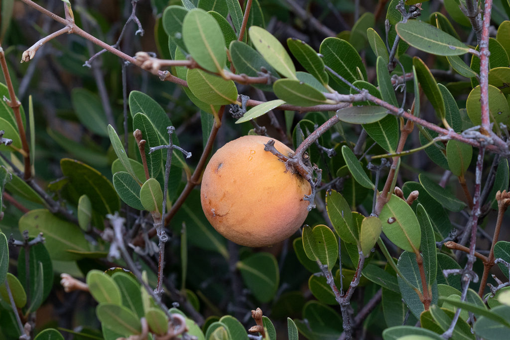 Wild Apricot (Ancylobothrys capensis) - Botanical Realm
