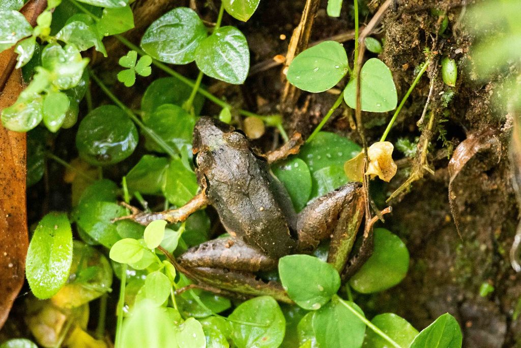Steindachner's Robber Frog from Itamonte - MG, 37466-000, Brasil on ...