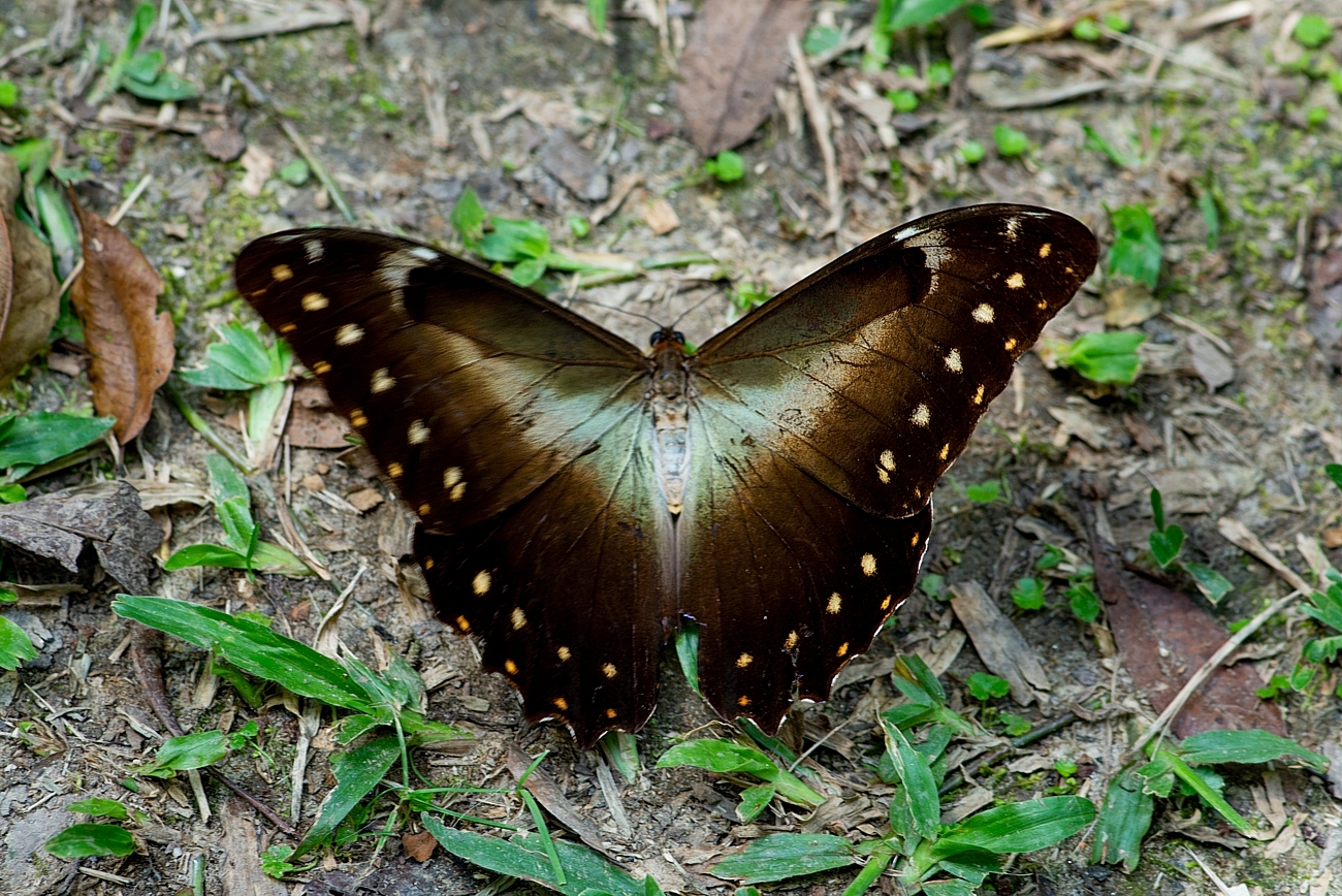 Morpho hercules (Dalman, 1823)