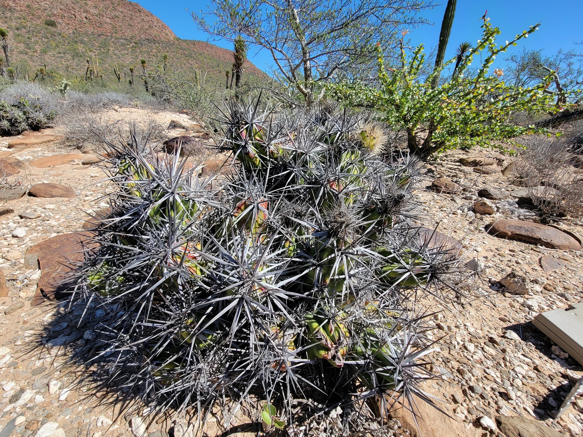 Grusonia invicta (Brandegee) E.F.Anderson