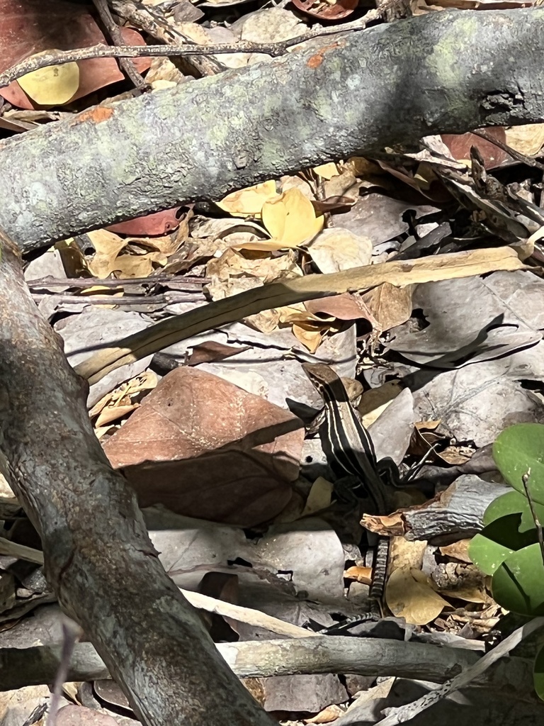 Saint Croix Ground Lizard in March 2022 by agarciajr · iNaturalist