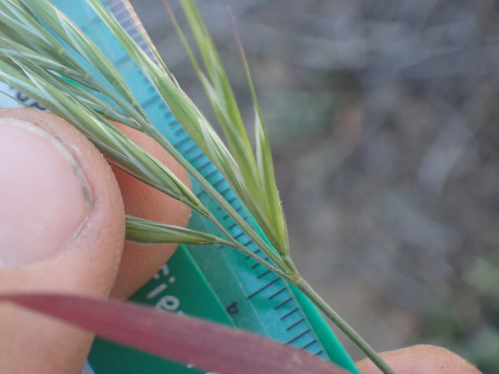 red brome from Chino Hills State Park, Chino Hills, CA, US on March 01 ...