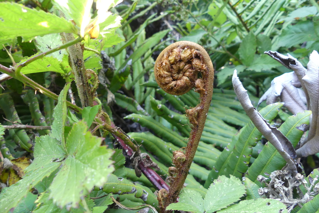 Chilean hard fern from Chiloe, Los Lagos, Chile on February 11, 2022 at ...