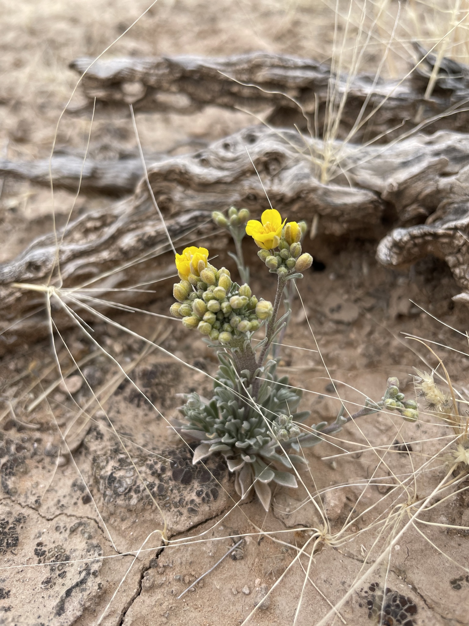 Physaria gordonii (A.Gray) O'Kane & Al-Shehbaz