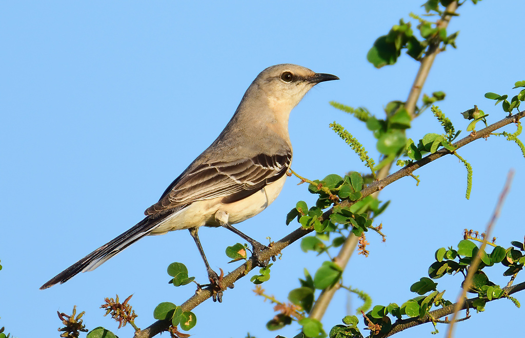Tropical Mockingbird from Juchitán de Zaragoza, Oaxaca, Mexico on ...