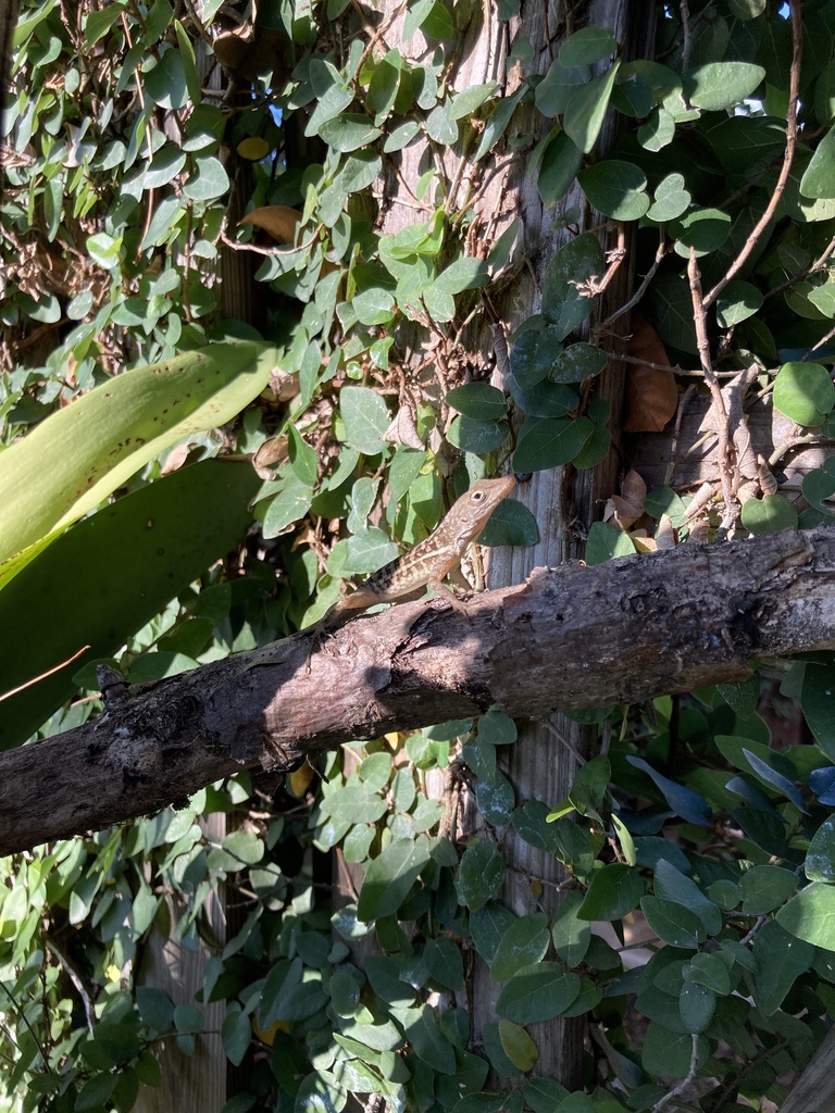 Stripefoot Anole from Long Mountain, Saint Andrew, Surrey County, JM on ...