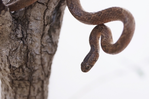 Pygmy Snail Sucker (Geophis sanniolus) - Snakes and Lizards