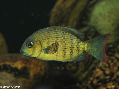 Pinstripe Damba (Paretroplus menarambo) · iNaturalist United Kingdom