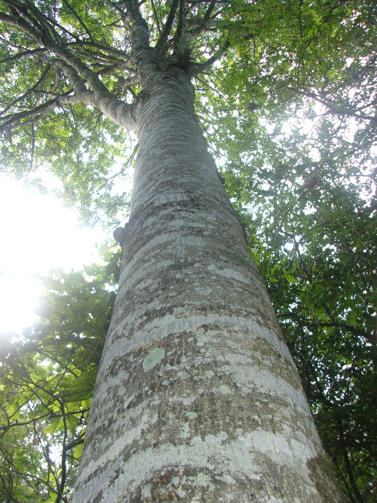 (Myroxylon peruiferum) - Botanical Realm