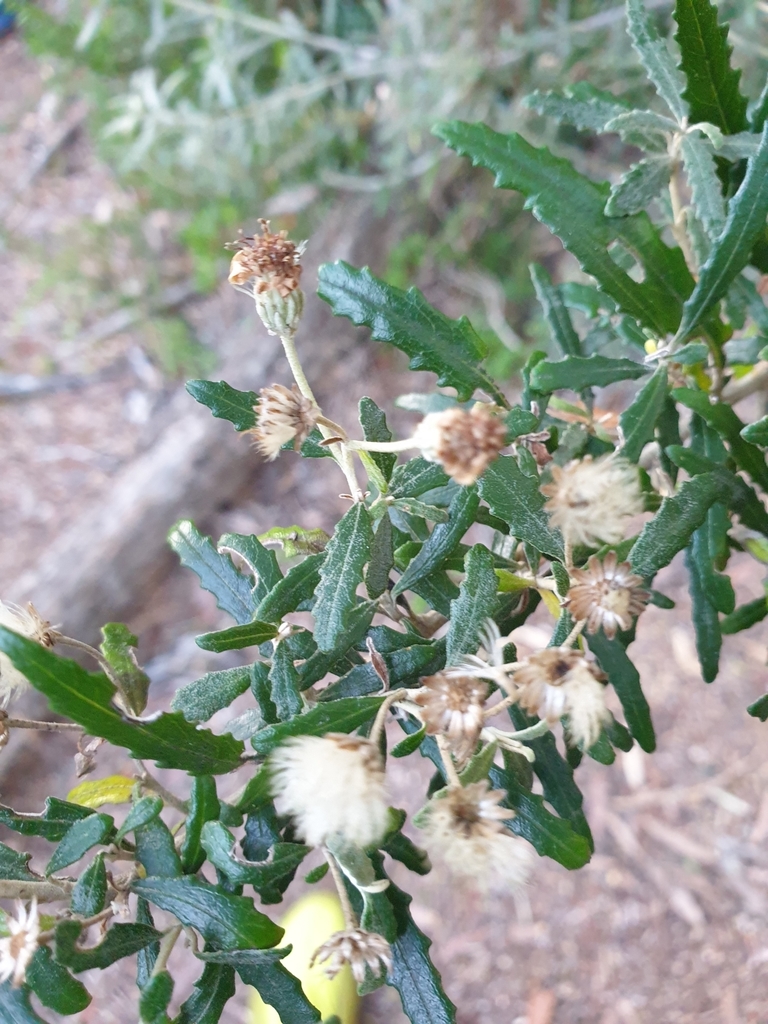Asthma Bush from Huon Valley, TAS, Australia on February 27, 2022 at 07 ...