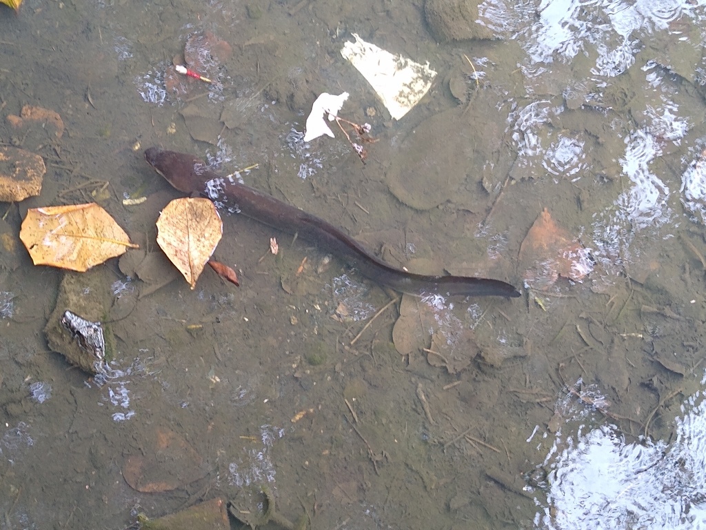 Pacific Shortfinned Eel from 'Āfareaitu, Moorea-Maiao, French Polynesia ...