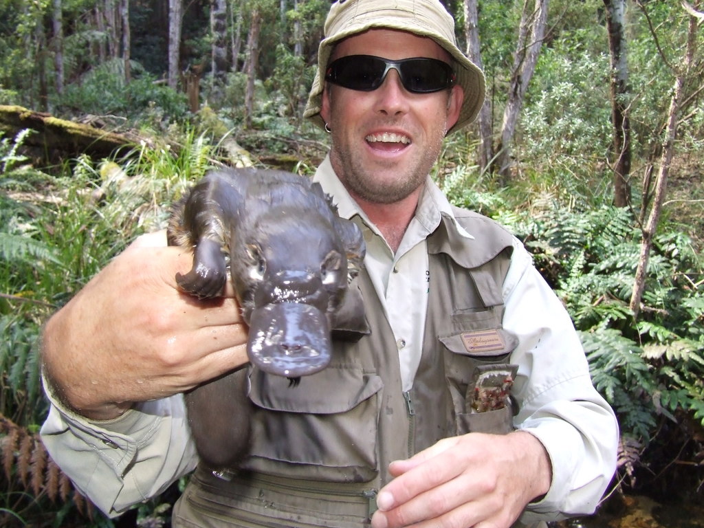 Prototherians (Prototheria) - Know Your Mammals