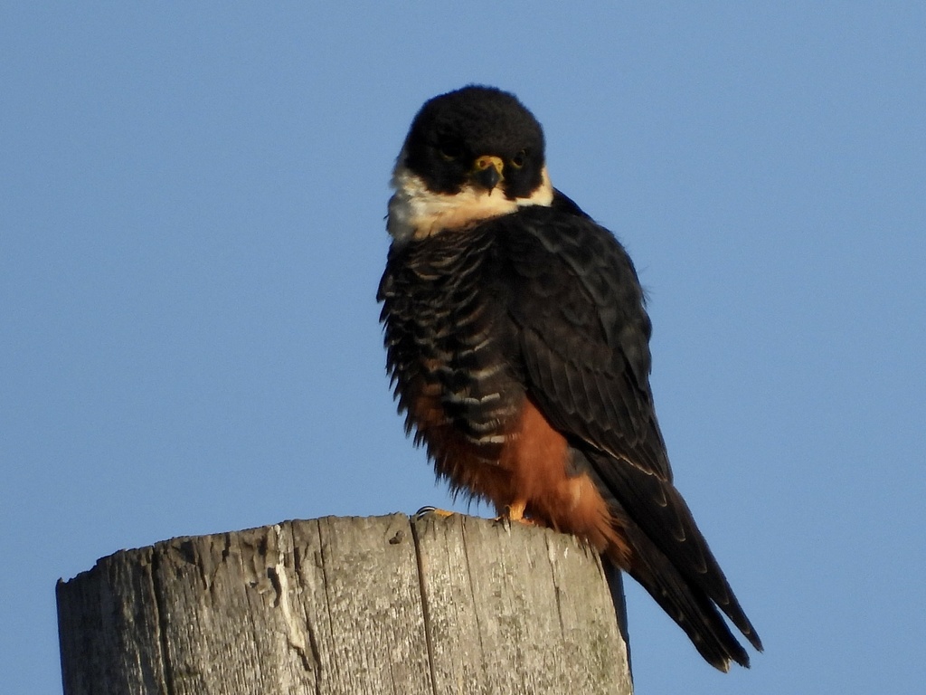 Bat Falcon from E Military Hwy, Alamo, TX, US on March 1, 2022 at 06:41 ...