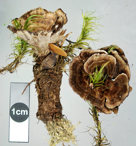 Phellodon plicatus · iNaturalist