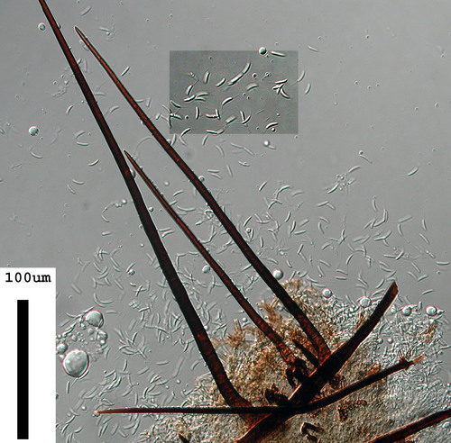 Genus Phomatospora · iNaturalist