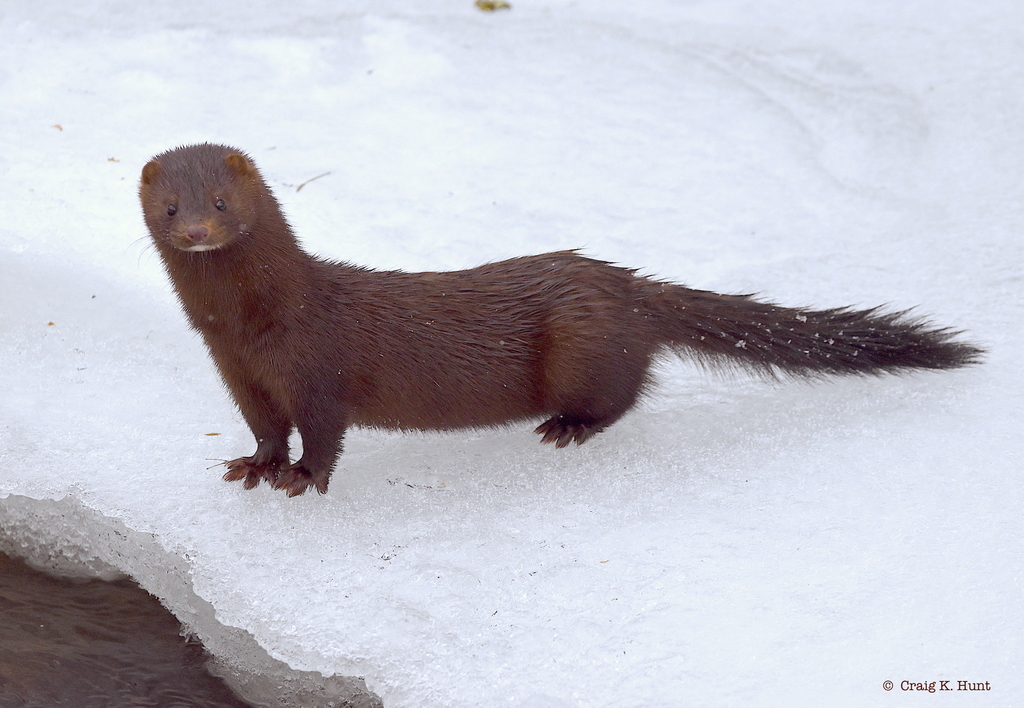 American Mink from Townshend, VT, USA on March 1, 2022 at 04:21 PM by ...