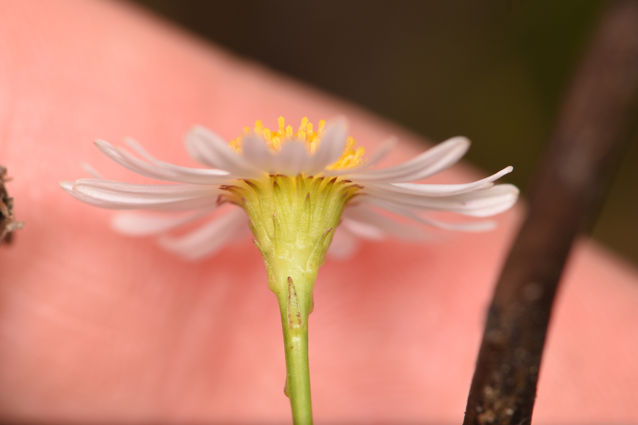 Boltonia diffusa Elliott