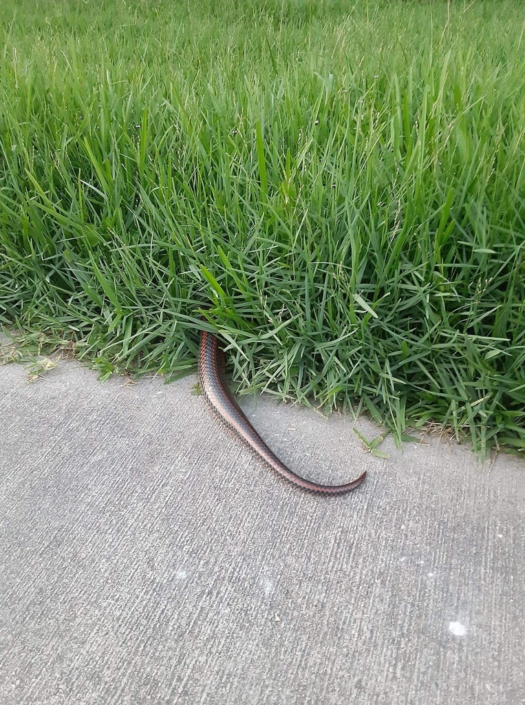 Rainbow Snake in June 2020 by Scott Allen Davis. 4.2-foot adult ...