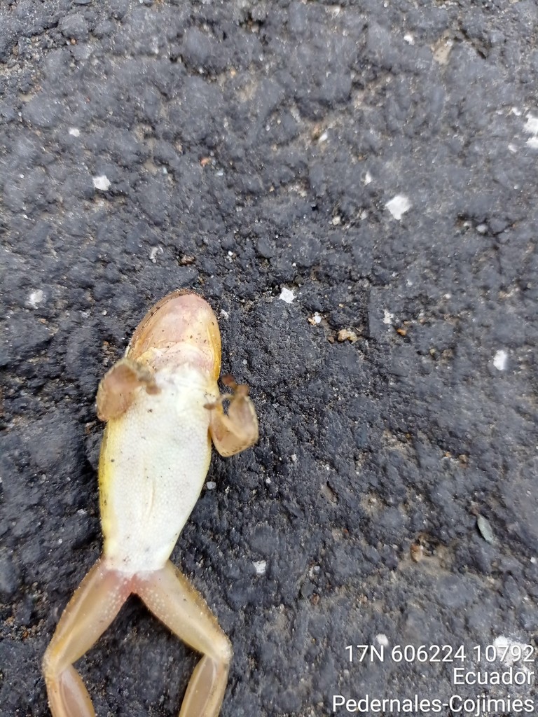 Fowler's Snouted Tree Frog from Pedernales, EC-MN, EC on February 3 ...