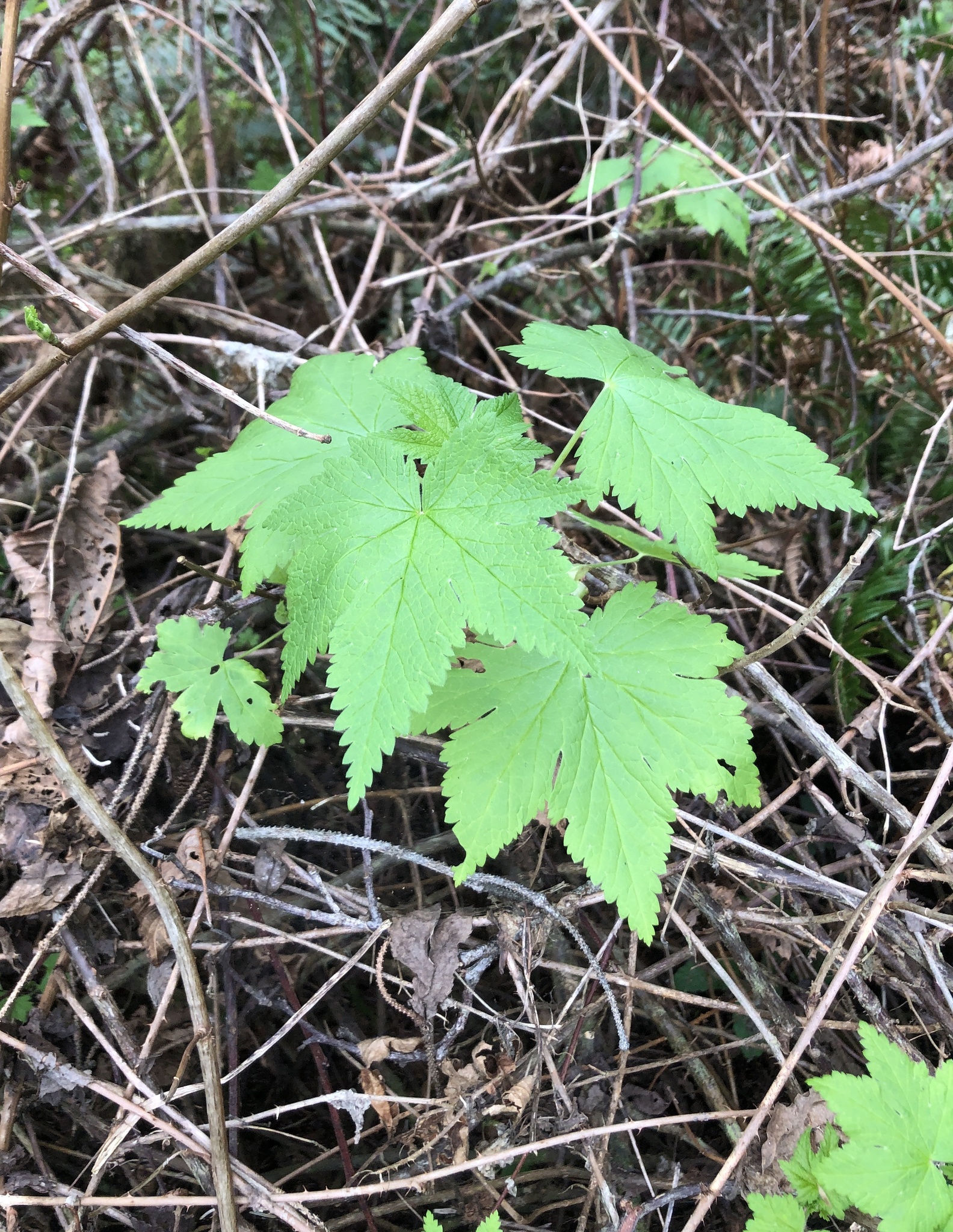 Ribes laxiflorum Pursh
