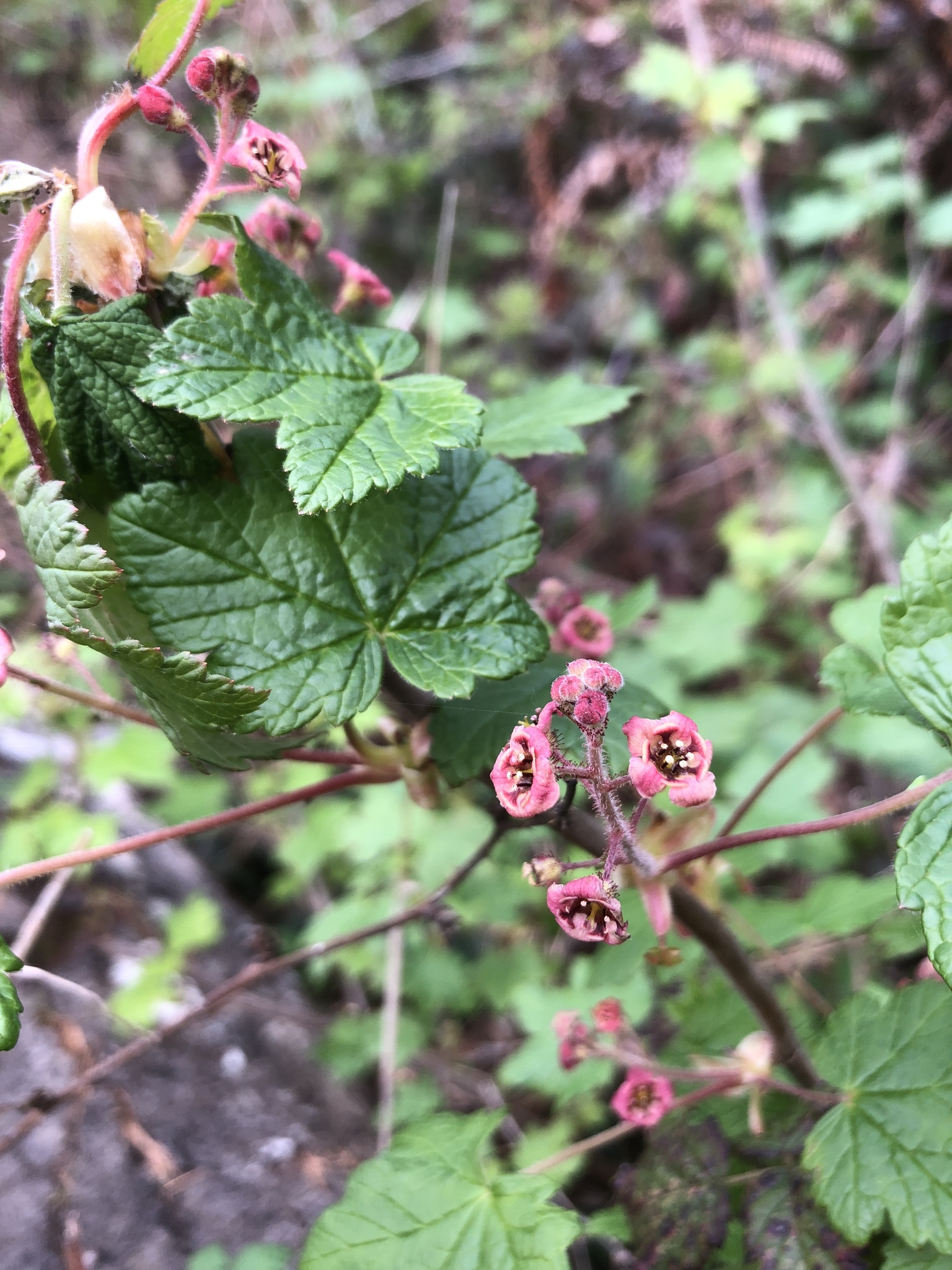 Ribes laxiflorum Pursh