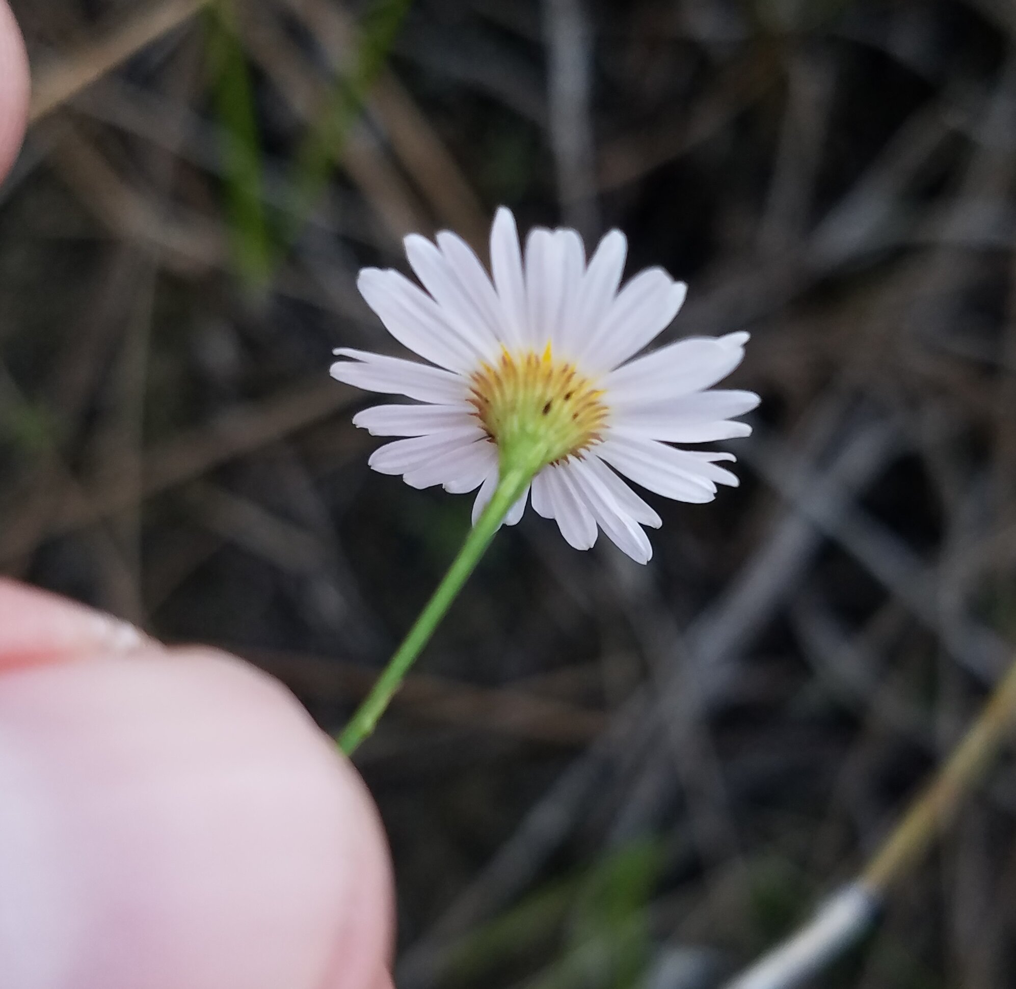 Boltonia diffusa Elliott