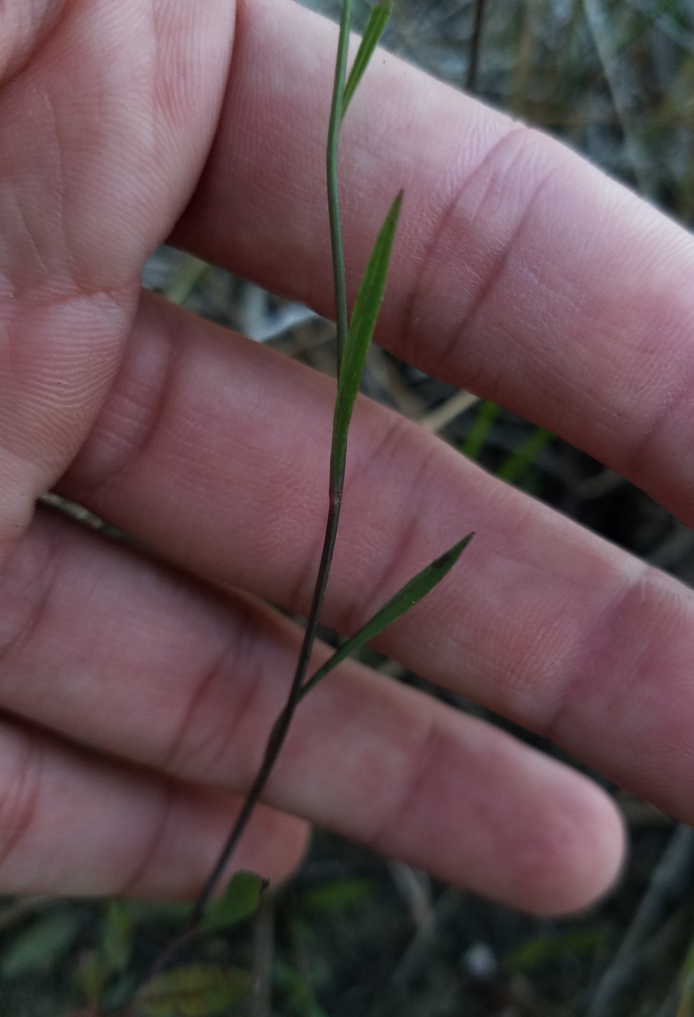 Boltonia diffusa Elliott