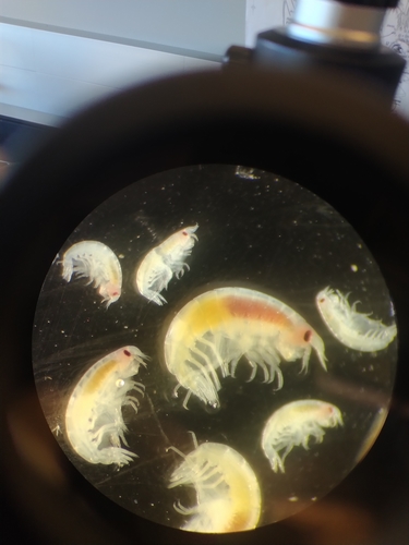 Aruga oculata · iNaturalist Mexico