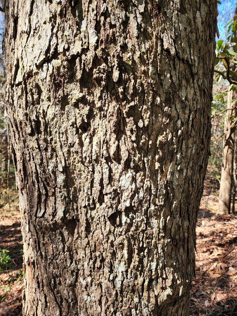 Bluff Oak from Daphne, AL, USA on March 1, 2022 at 12:32 PM by David ...