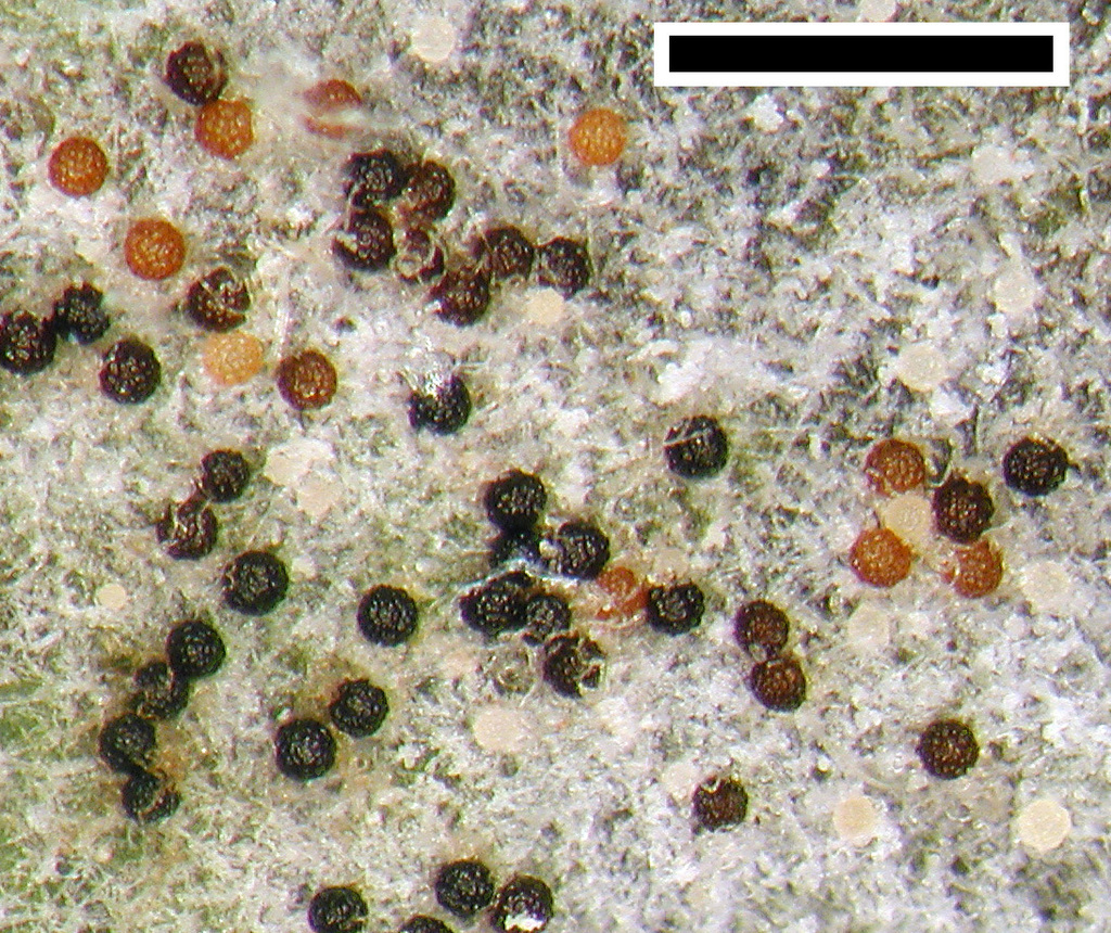 Podosphaera xanthii from Opawa, Christchurch on March 6, 2005 by Jerry ...