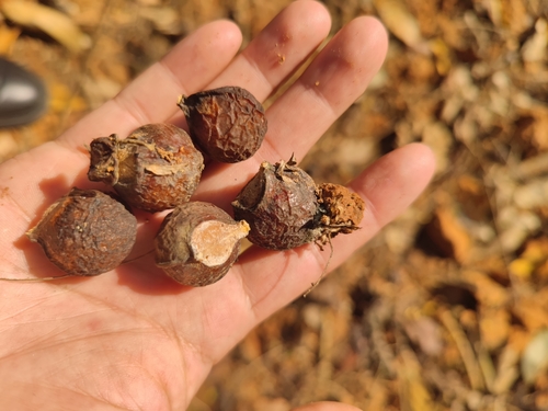 Sapindus rarak · iNaturalist