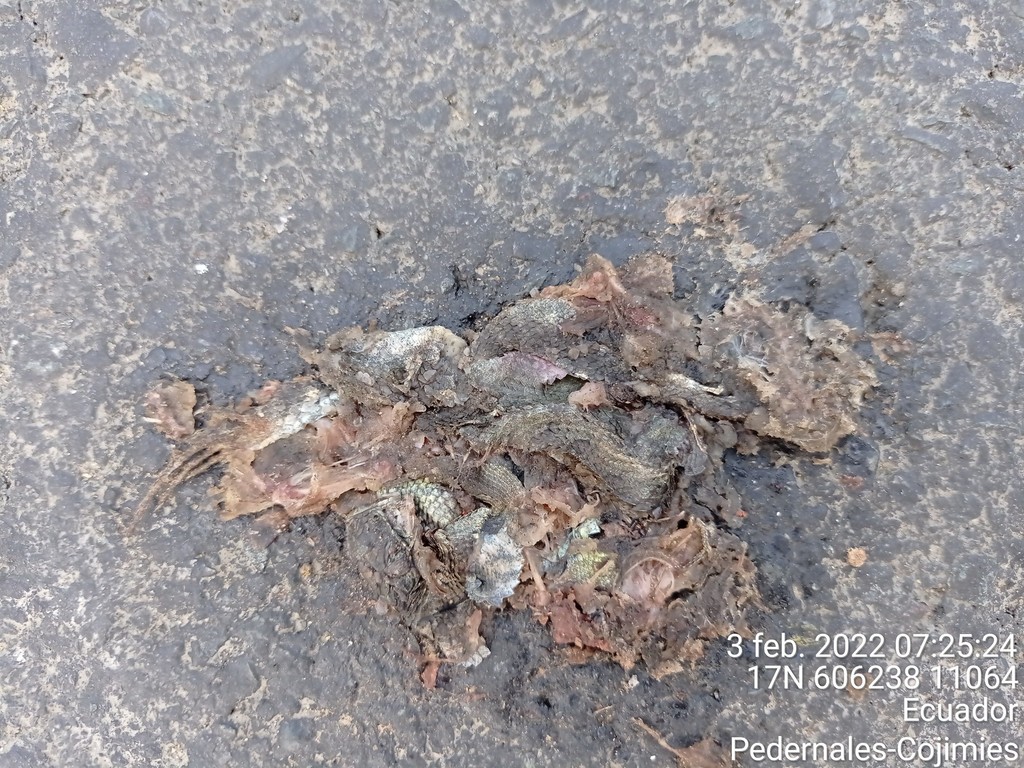 Lizards from Pedernales, EC-MN, EC on February 3, 2022 by Edison ...